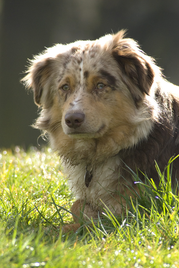 Ein Dreckschwein... - Foto & Bild | tiere, haustiere, hunde Bilder auf fotocommunity