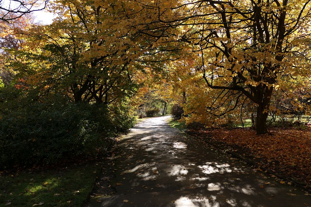 Ein Durchblick aus dem Herbst, . . . Foto & Bild | projekte, 4 - donnerstag mit durchblick ...