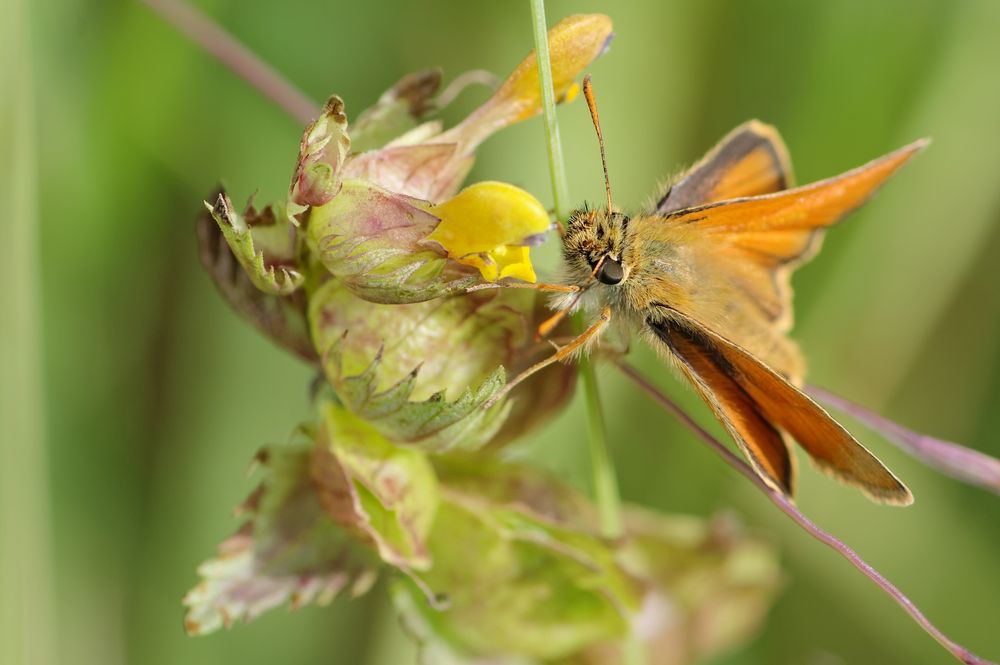 Ein echter Dickkopf Foto & Bild | tiere, wildlife, schmetterlinge ...