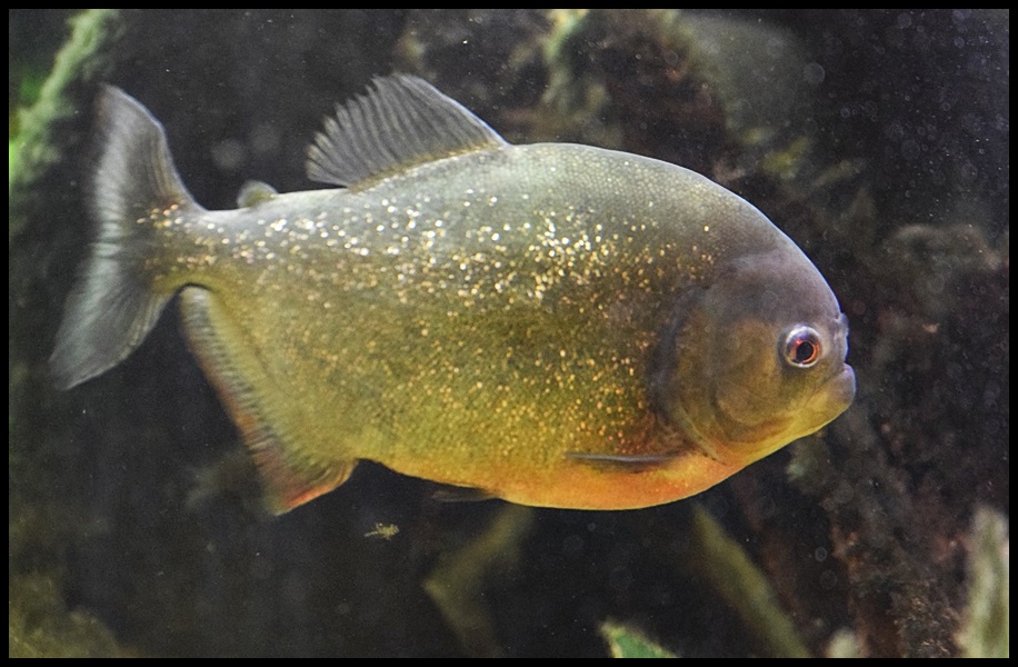 Ein echter Goldfisch !!! Foto & Bild | tiere, zoo, wildpark & falknerei ...