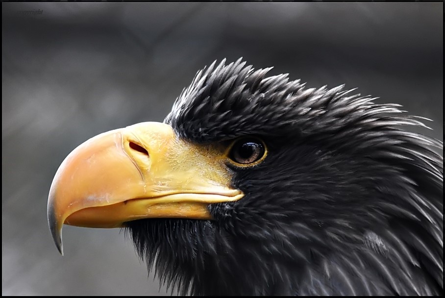 Ein echter RIESE !!!! Foto & Bild | natur, portrait, zoo Bilder auf ...