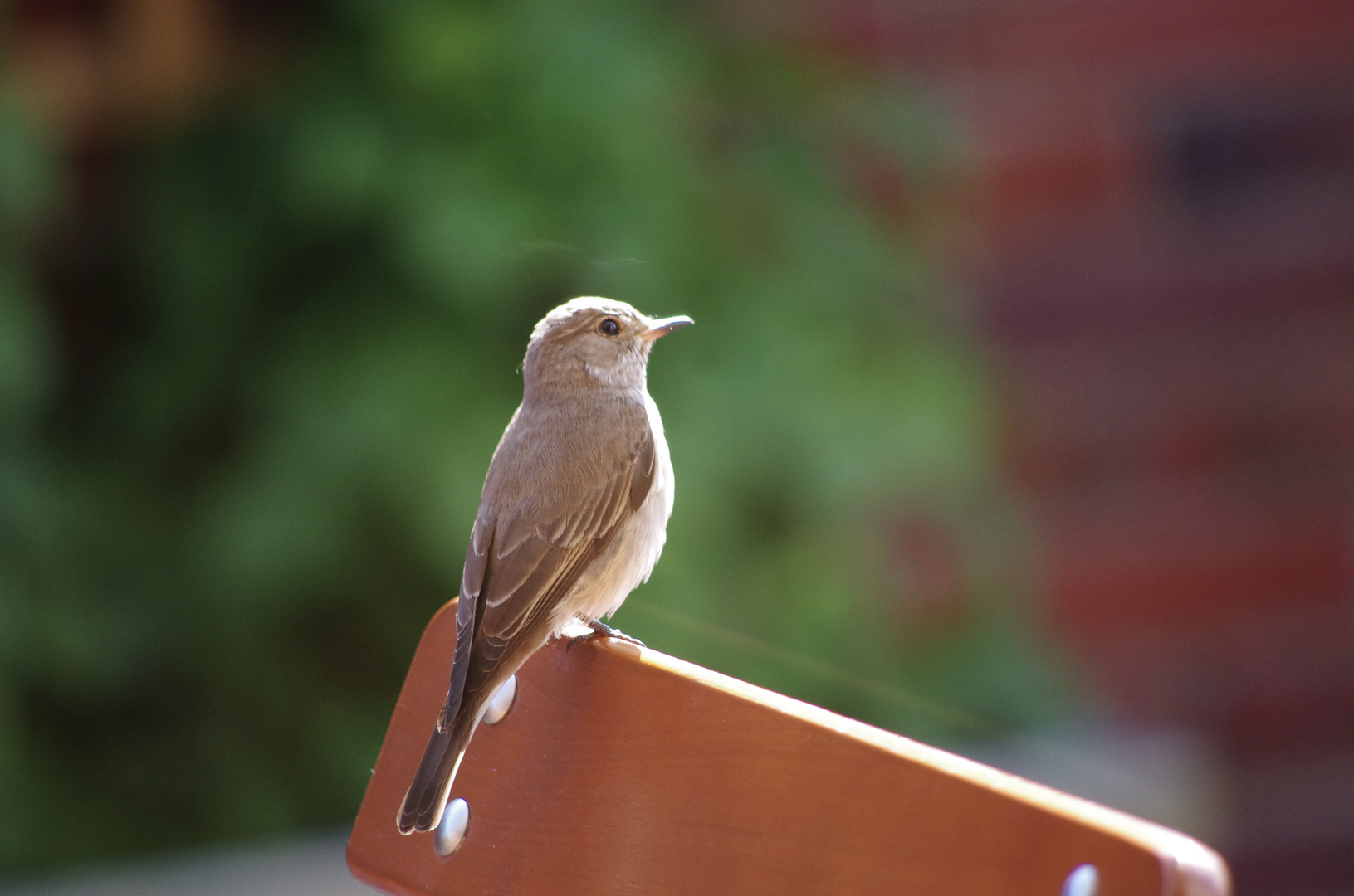 Ein echter Schnapper... Foto & Bild | tiere, wildlife, wild lebende ...