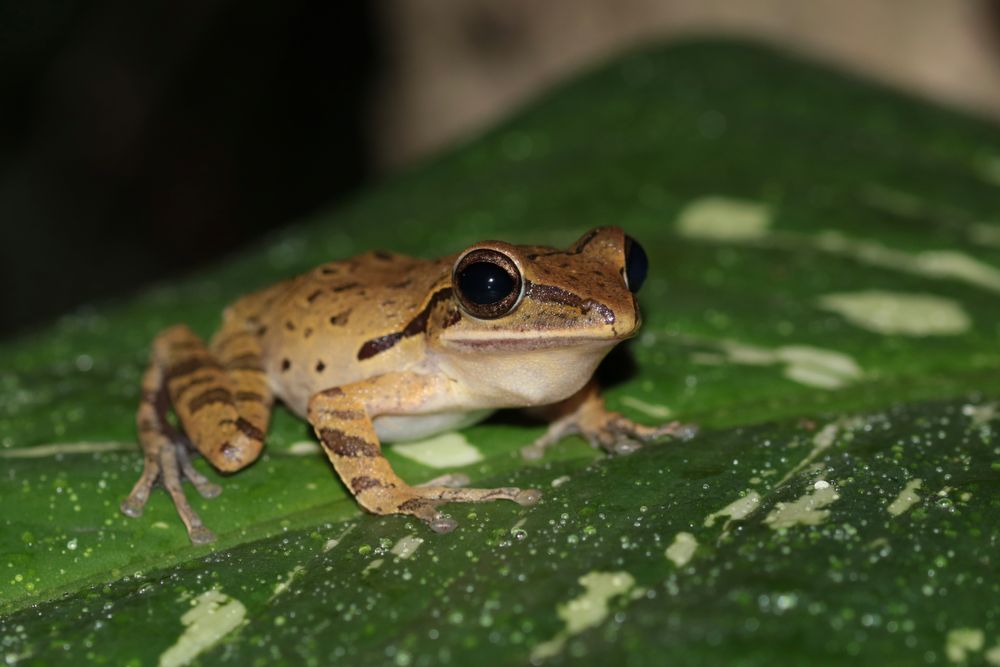 Ein echter Wetterfrosch- es regnet“ Foto & Bild | natur-makros, natur ...