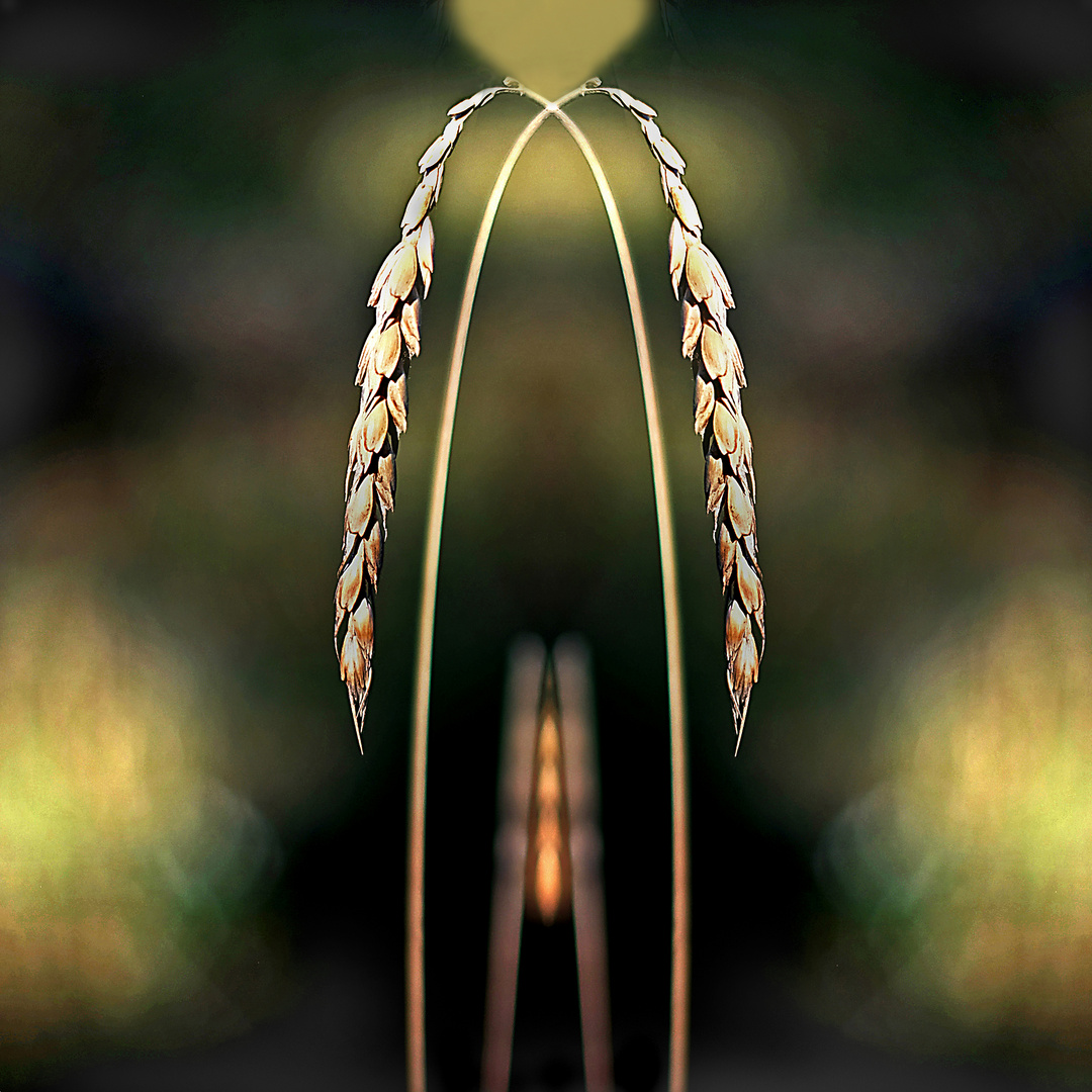 Ein Ehrenmann mit Ä Foto & Bild | fotomontagen & ebv, fotokunst, natur ...