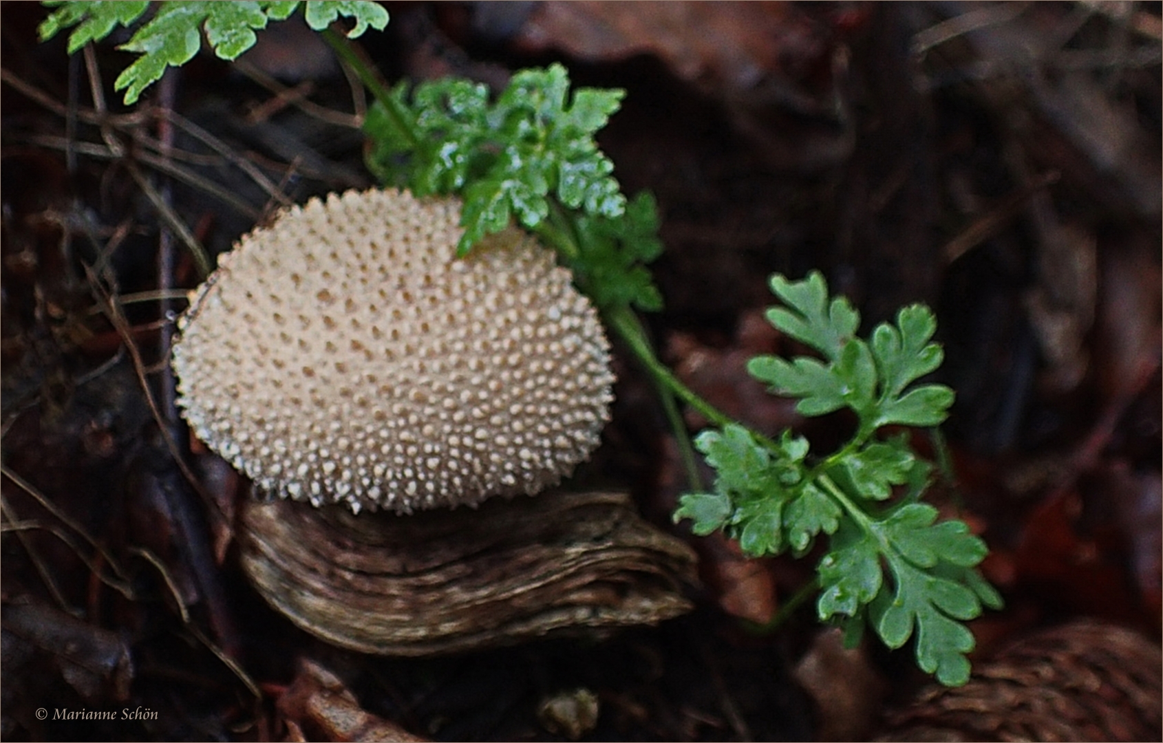 Ein einsamer Bovist... Foto & Bild | spezial, dokumentation, natur ...