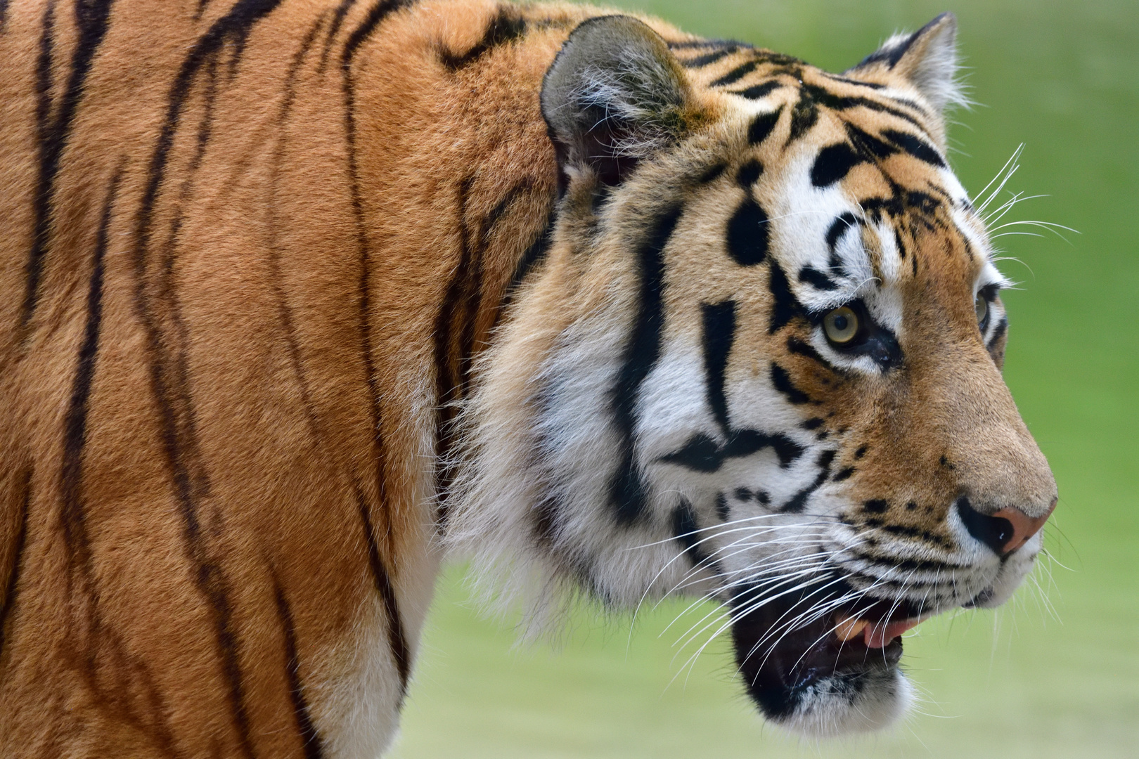 Ein einsamer Tiger Foto & Bild | deutschland, europe, nordrhein ...