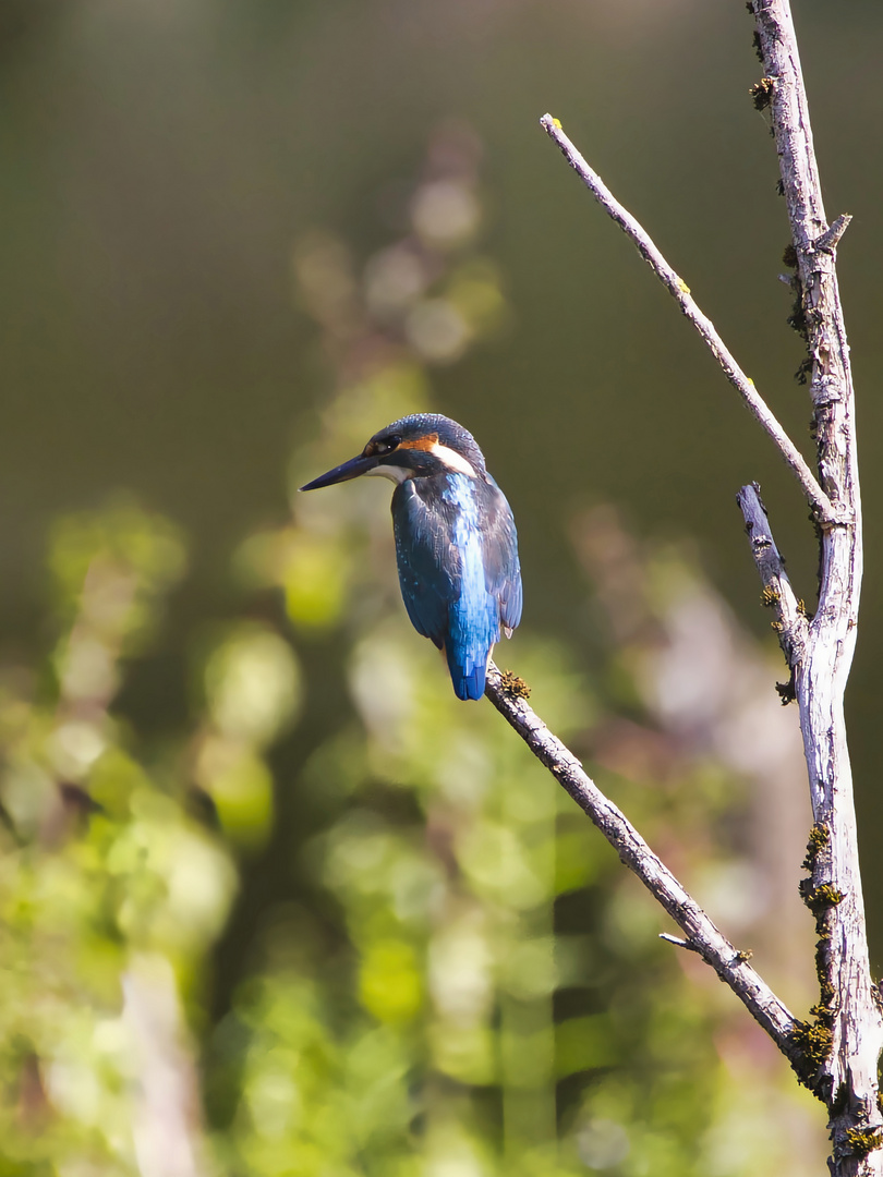 Ein Eisvogel Foto & Bild | tiere, wildlife, wild lebende vögel Bilder auf fotocommunity
