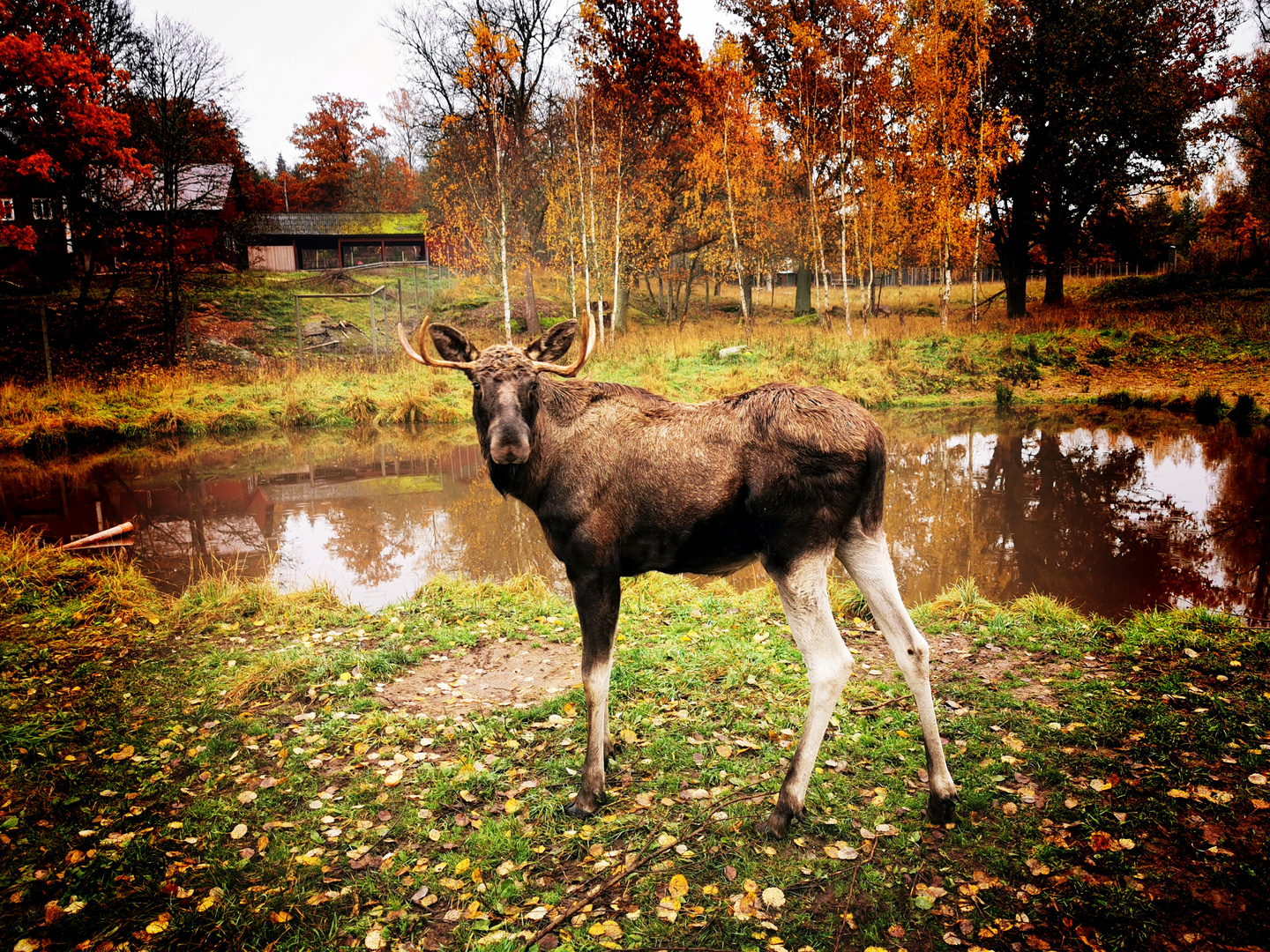 Ein Elch Foto & Bild | tiere, zoo, wildpark & falknerei, schweden ...