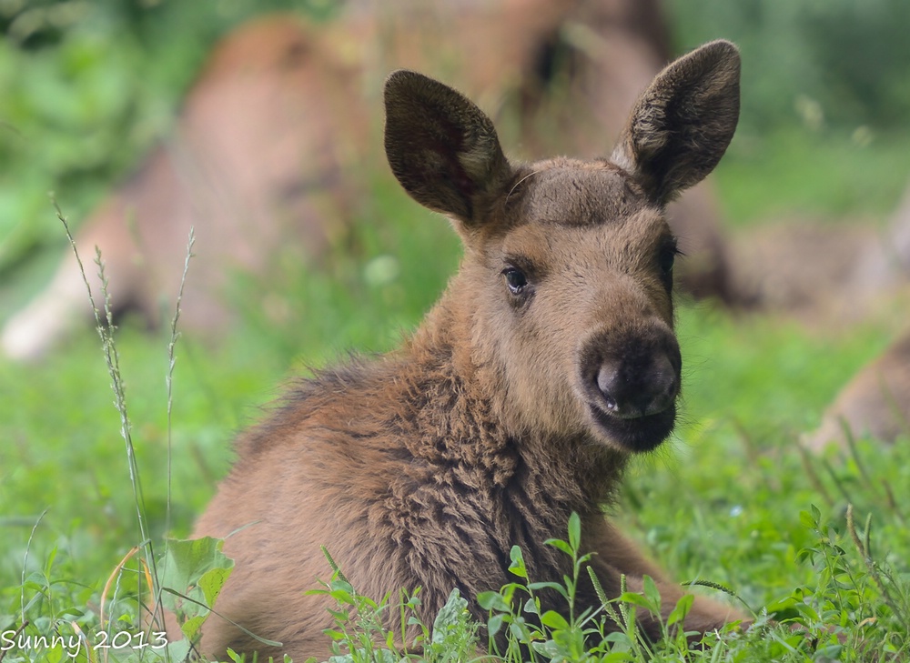Ein Elchbaby Foto & Bild | tiere, zoo, wildpark & falknerei, säugetiere ...
