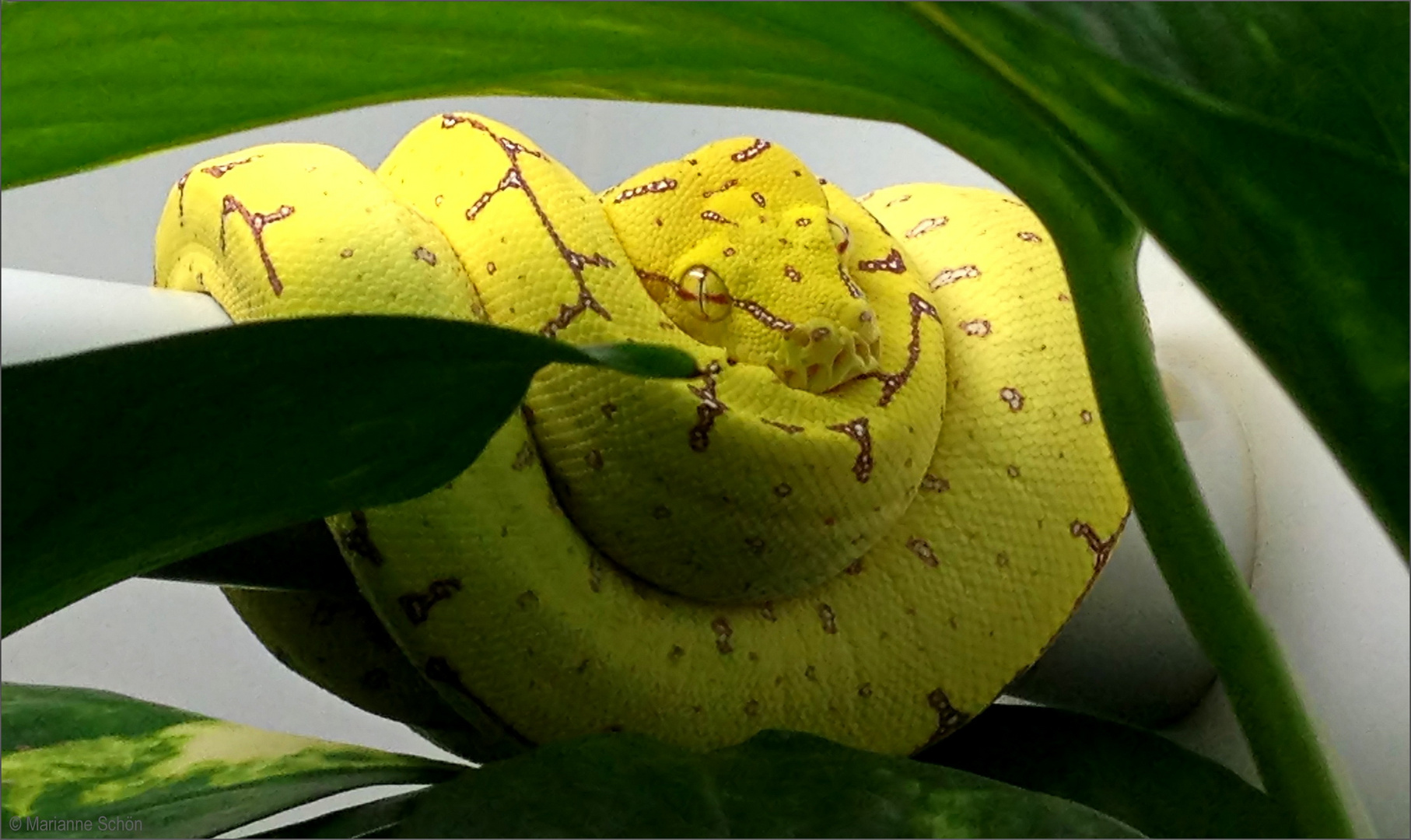 Ein entspanntes Schlangenkind... Foto & Bild | natur, olympus, tiere ...