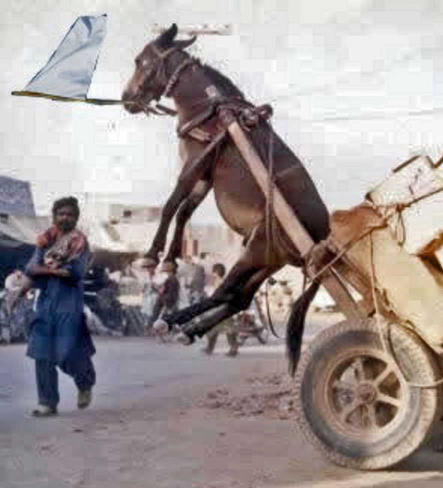 Ein Esel geht in die Luft Foto & Bild | tiere, haustiere, pferde, esel ...