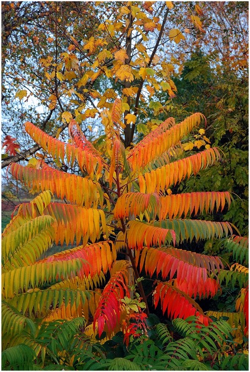 Ein Essigbaum ... Foto & Bild | jahreszeiten, herbst, pflanzen und ...