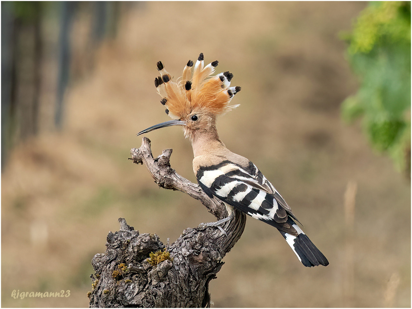 ein etwas seltener vogel.... Foto & Bild | world, natur, landschaft Bilder auf fotocommunity
