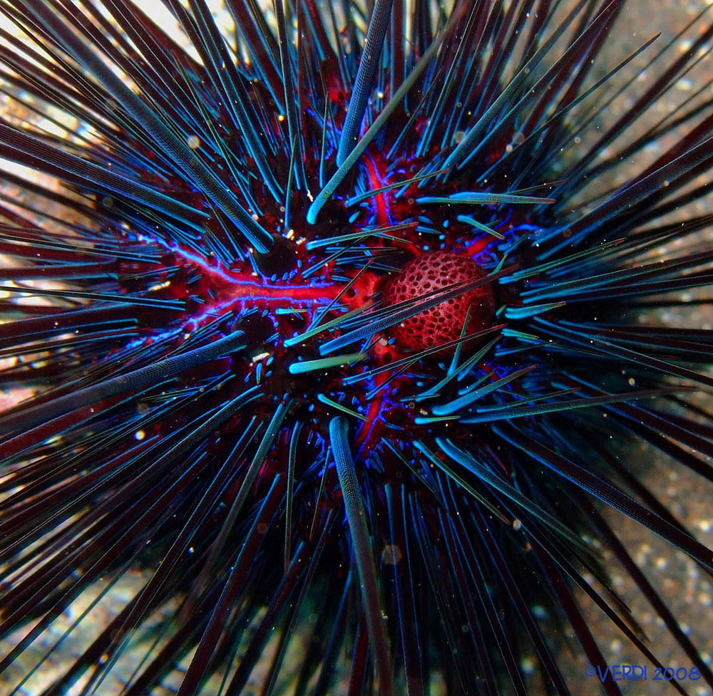 ein exibitionistischer Seeigel... Foto & Bild | tiere, wildlife ...