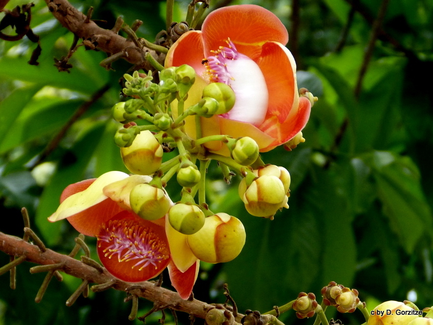 Ein Exot der Tropen : Der Kanonenkugelbaum! Foto & Bild | stillleben ...