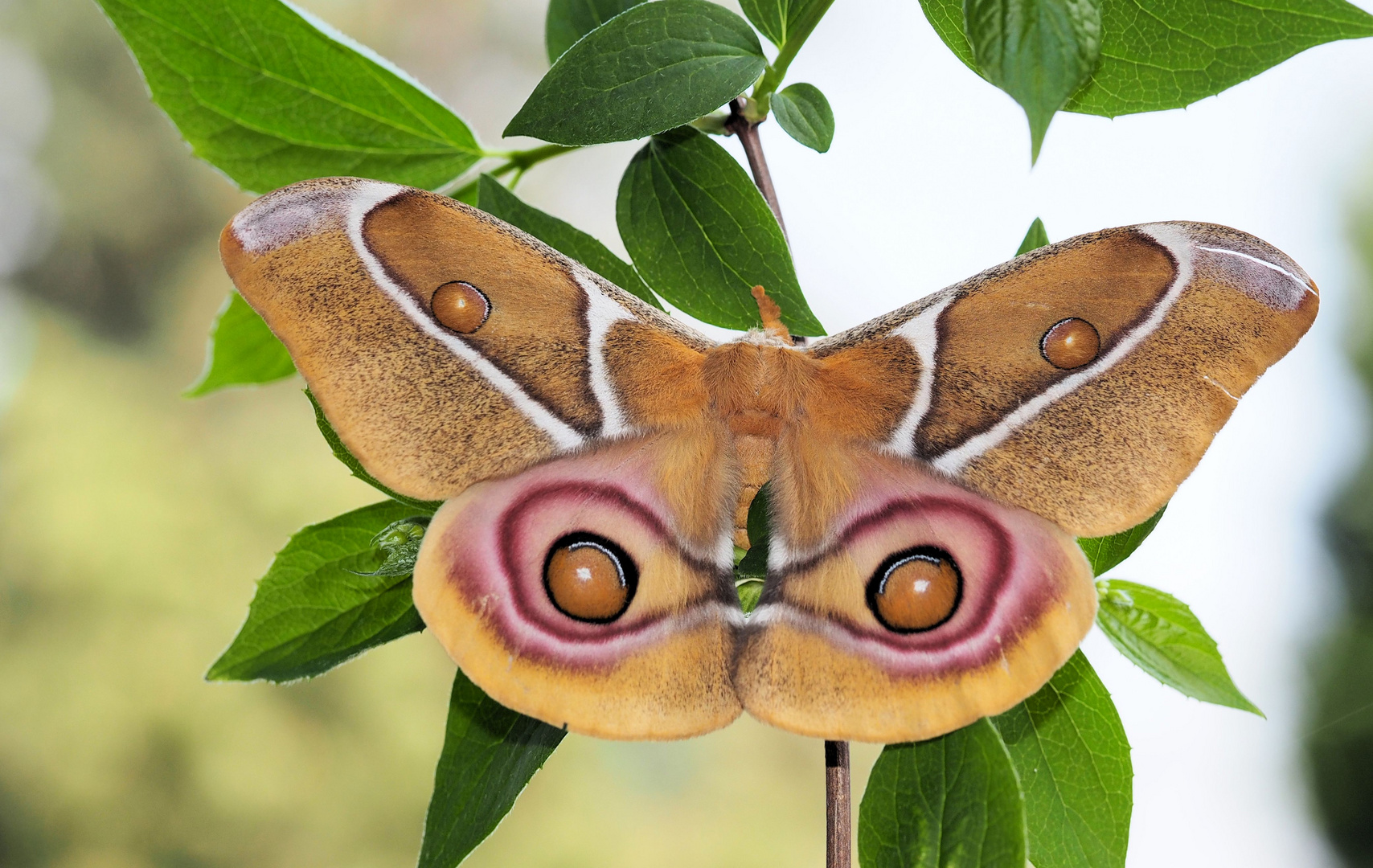Ein Exot.... Foto & Bild | natur, nachtfalter, schmetterling Bilder auf ...