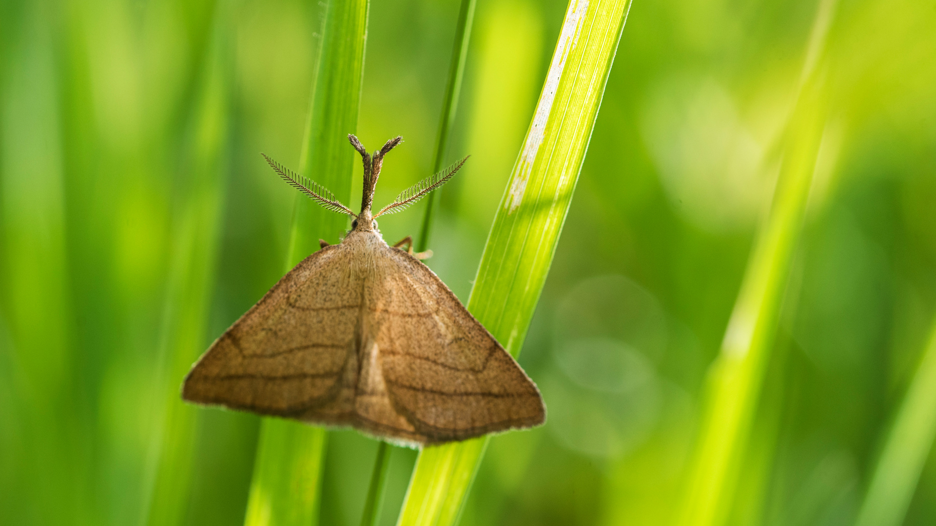 ein Falter - ein Foto Foto & Bild | fotos, natur, nachtfalter Bilder ...