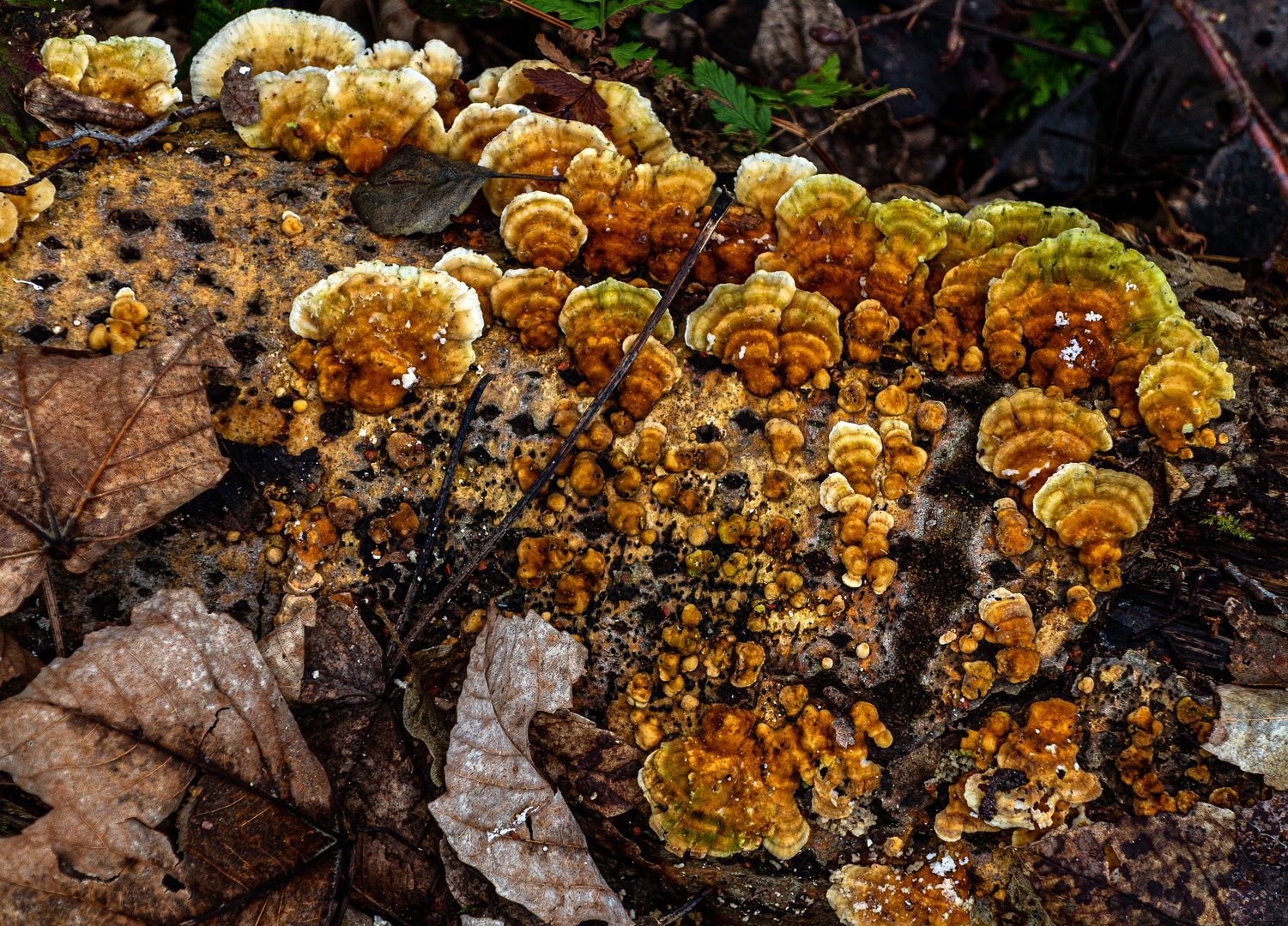 Ein Farbklecks.. Foto & Bild | pflanzen, pilze & flechten, pilze & flechten, jahreszeiten Bilder ...