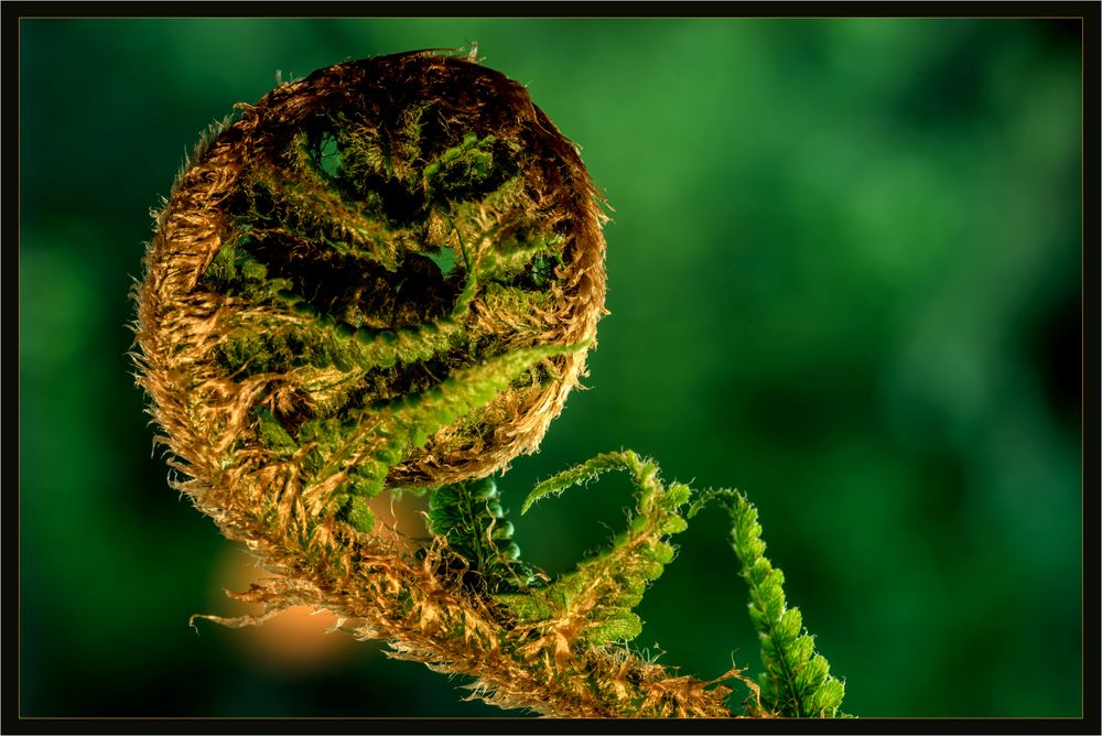 ein Farn Foto & Bild | makros, makro, natur Bilder auf fotocommunity