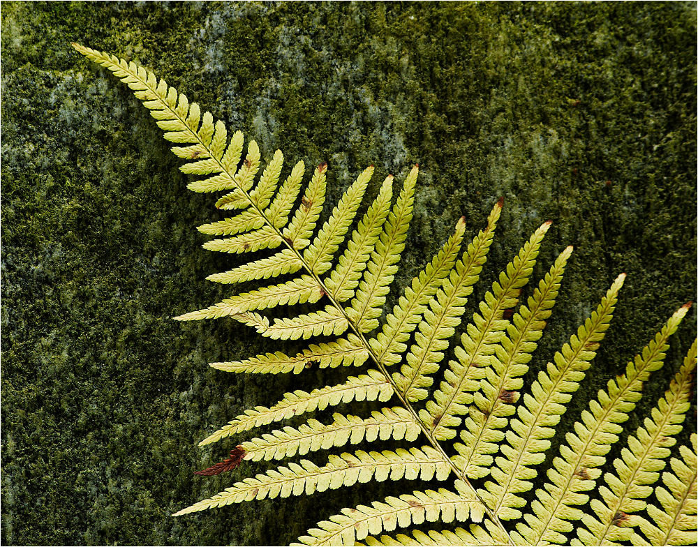 Ein Farn Foto & Bild | pflanzen, pilze & flechten, moose & farne, natur ...