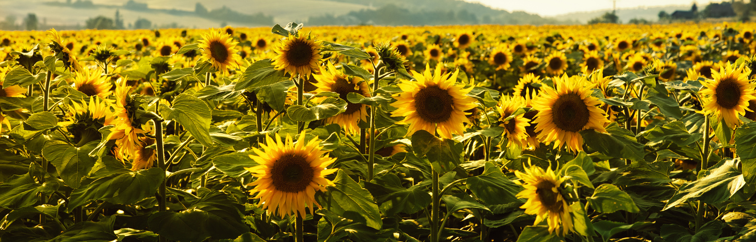 Ein Feld voll Foto & Bild | pflanzen, pilze & flechten, blüten ...
