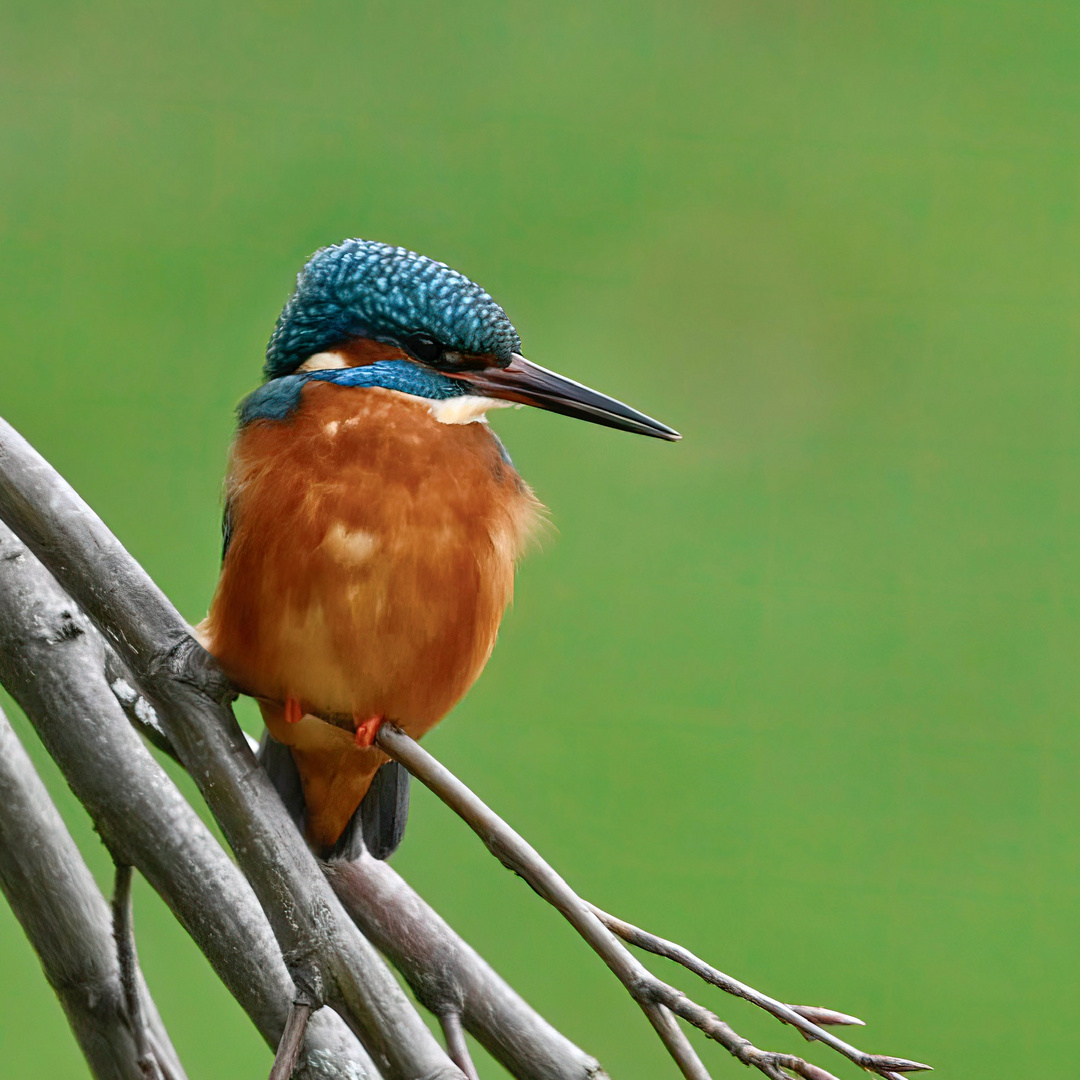 ..ein Fischlein?? Foto & Bild | tiere, wildlife, wild lebende vögel ...