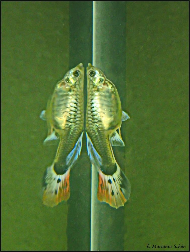 Ein Fischlein und sein Spiegelbild... Foto & Bild | dokumentation ...