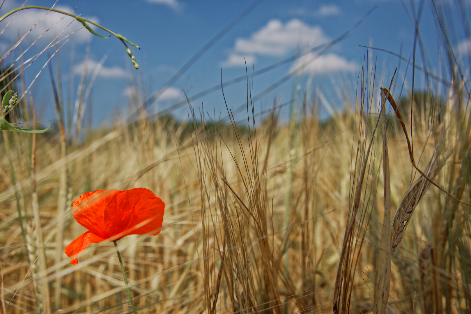 Ein Fleck im Kornfeld Foto & Bild | rot, sommer, blau Bilder auf fotocommunity