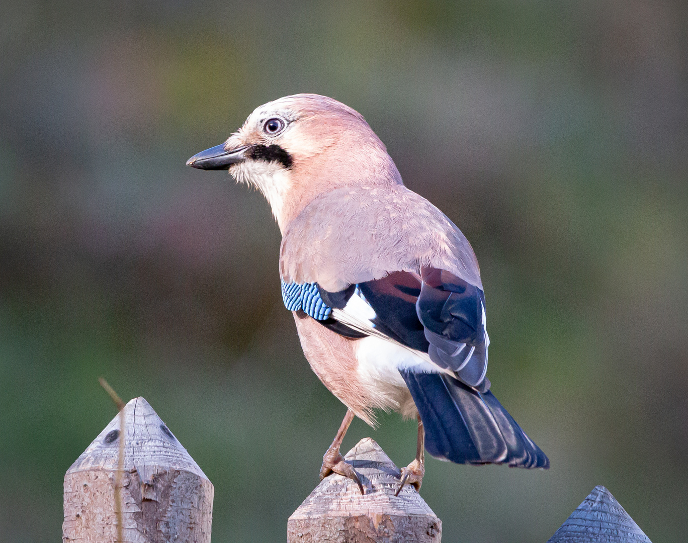 Ein frecher Geselle Foto & Bild | natur, tiere, vögel Bilder auf ...