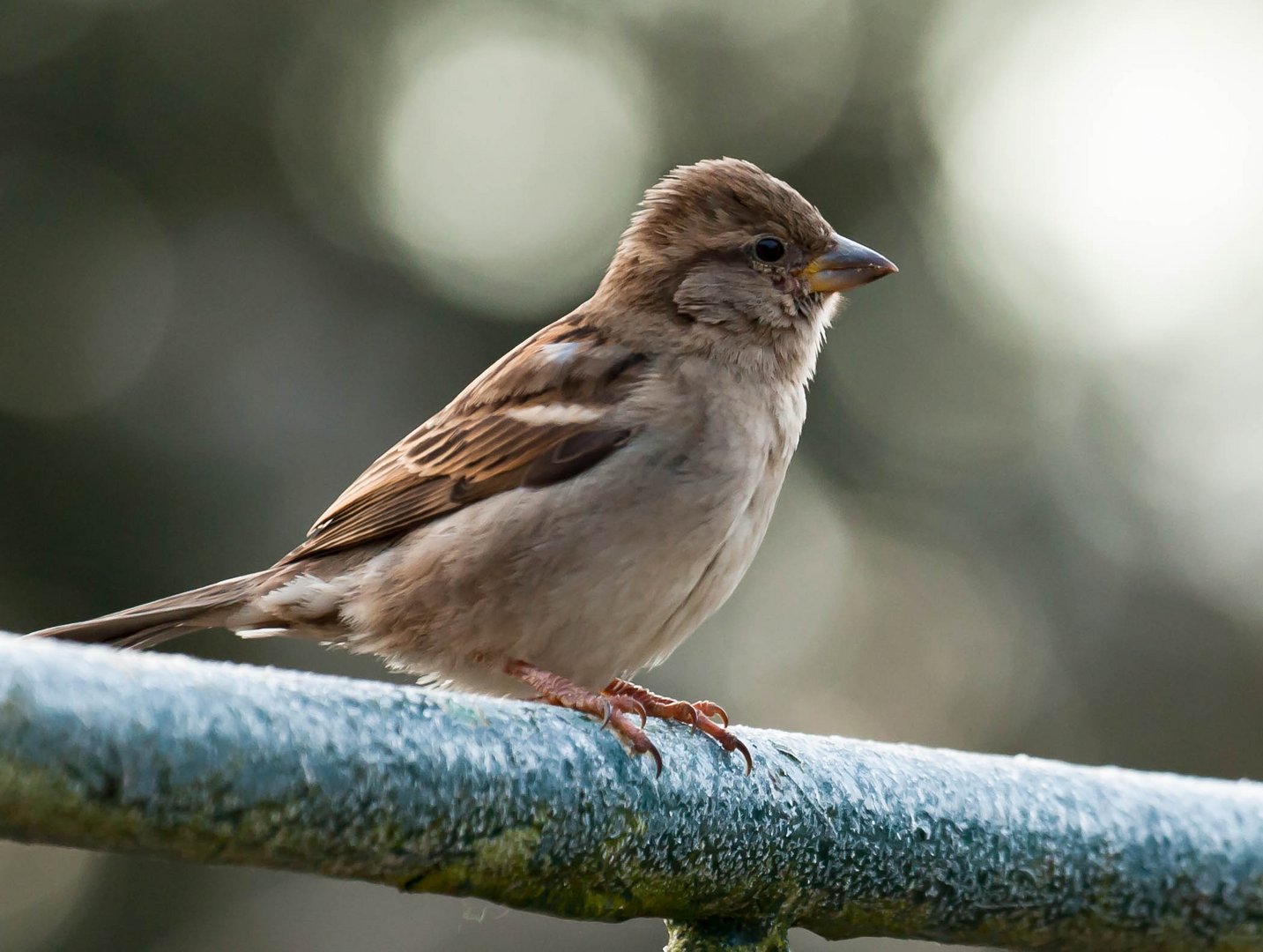 Ein frecher Spatz Foto & Bild | tiere, wildlife, wild lebende vögel ...