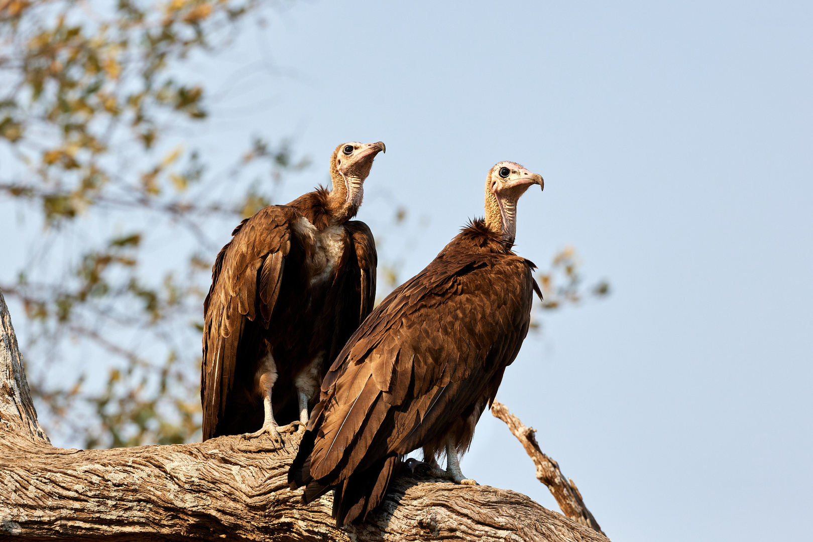 Ein Fressen für die Geier..... Foto & Bild | world, natur, greifvogel ...