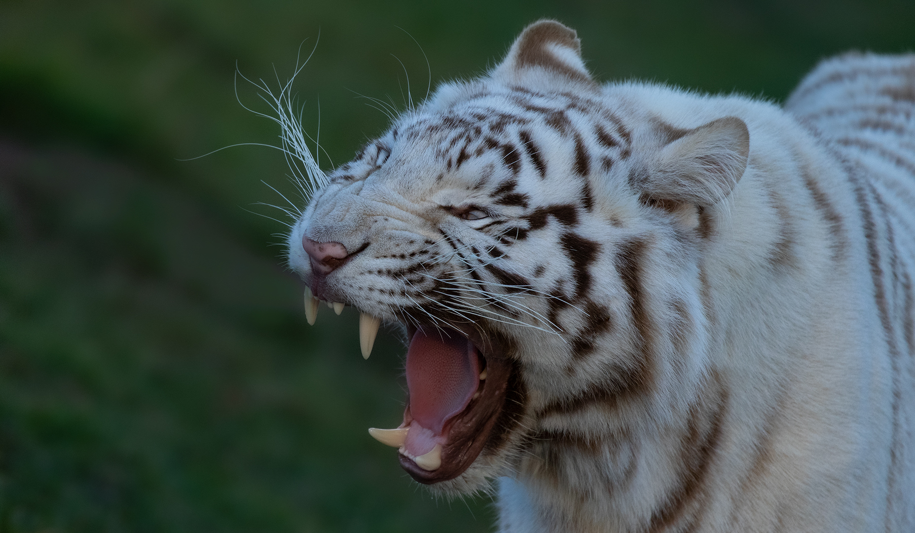 Ein freundlicher Geselle Foto & Bild | deutschland, europe, nordrhein ...