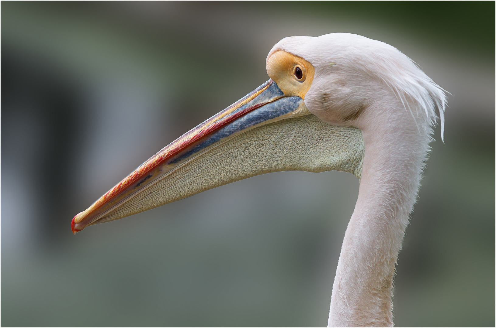 ein freundlicher Geselle Foto & Bild | tiere, zoo, wildpark & falknerei ...