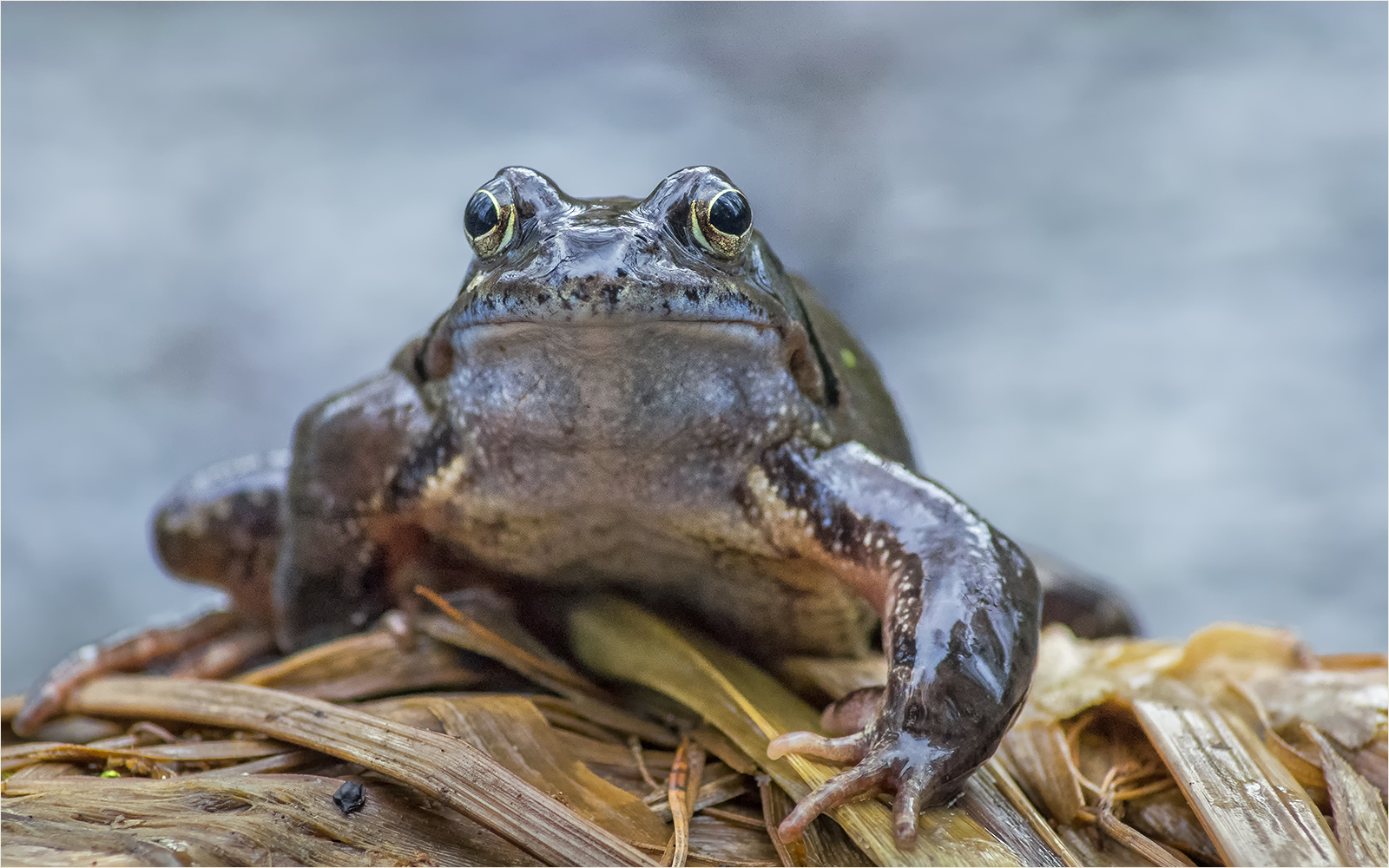 ein freundlicher geselle Foto & Bild | wald, wasser, natur Bilder auf ...