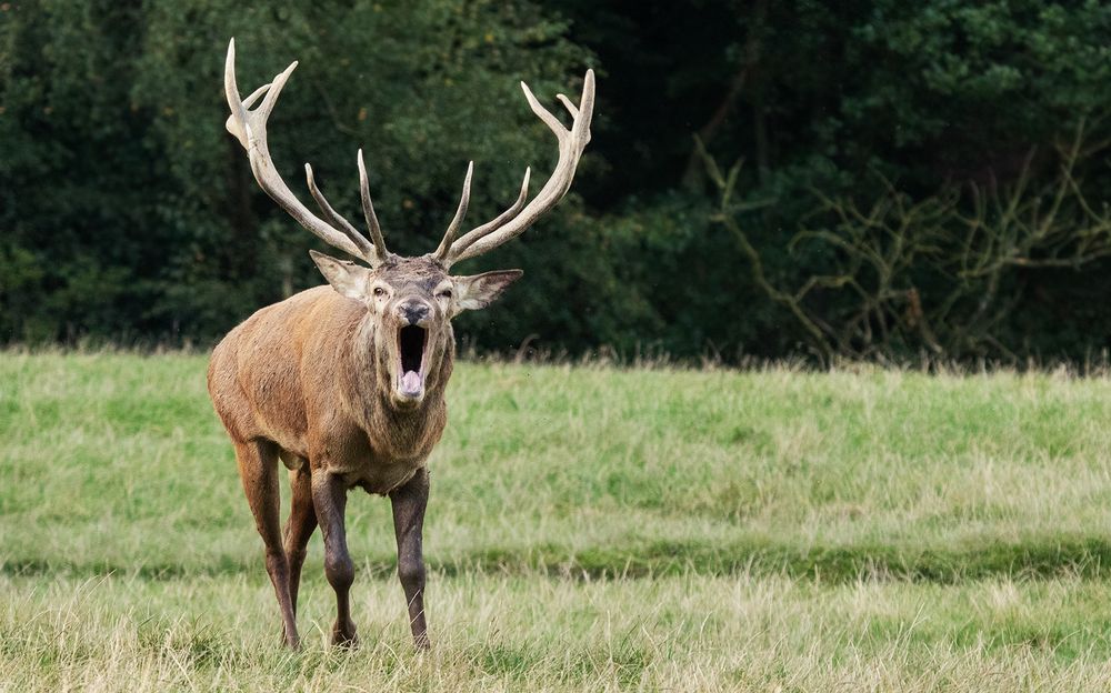 Ein freundlicher Geselle Foto & Bild | deutschland, europe, nordrhein ...