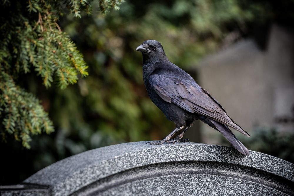 Ein Friedhofsbesucher Foto & Bild | natur, friedhof, rabe Bilder auf ...