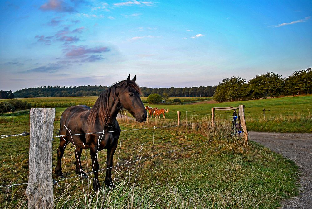 Ein Friese Foto & Bild | tiere, haustiere, pferde, esel, maultiere ...