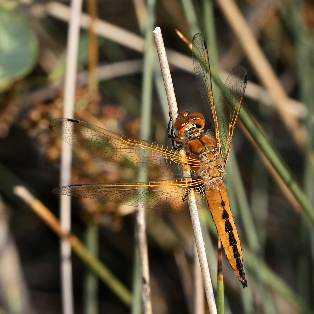 Ein frisches Weibchen der Zweifleck-Libelle (Epitheca bimaculata) Foto ...