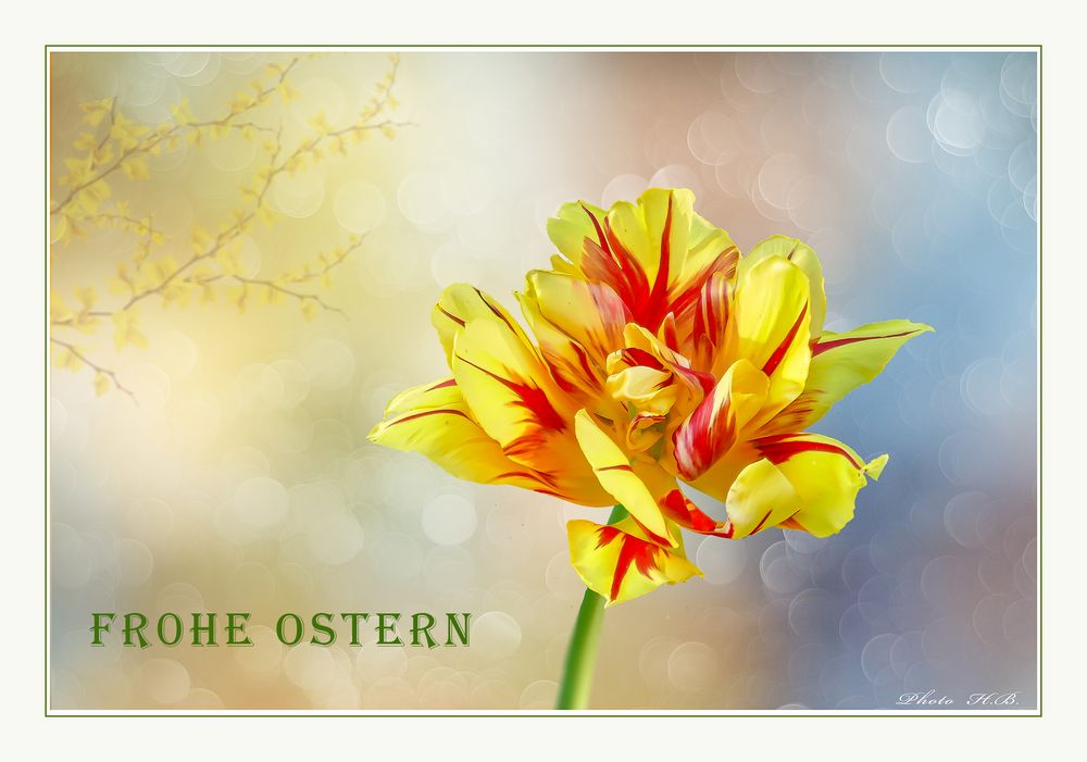 Ein frohes Osterfest Foto & Bild | spezial, natur, pflanzen Bilder auf ...