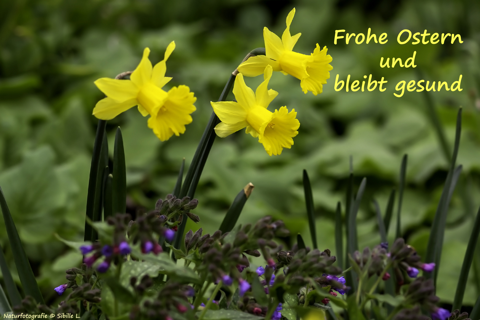 Ein frohes Osterfest Foto & Bild | frühling, ostern, natur Bilder auf ...
