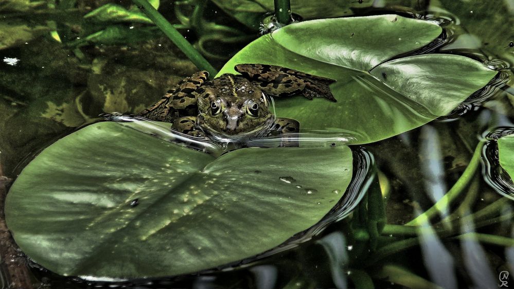Ein Frosch Foto & Bild | natur-kreativ, aufnahmetechniken, natur fine ...