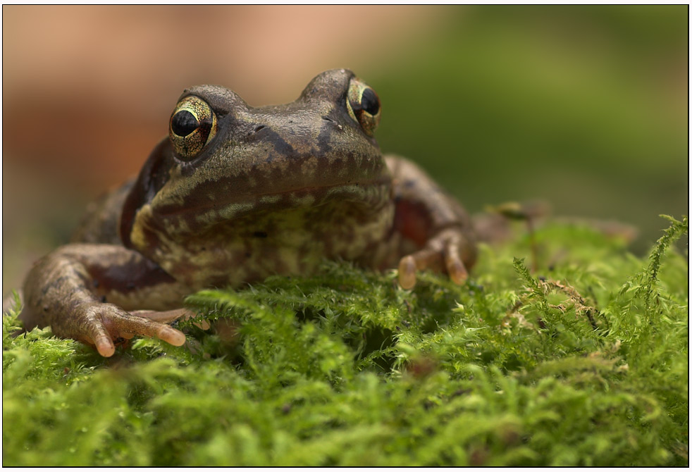 Ein Frosch im Winter Foto & Bild | tiere, wildlife, amphibien ...