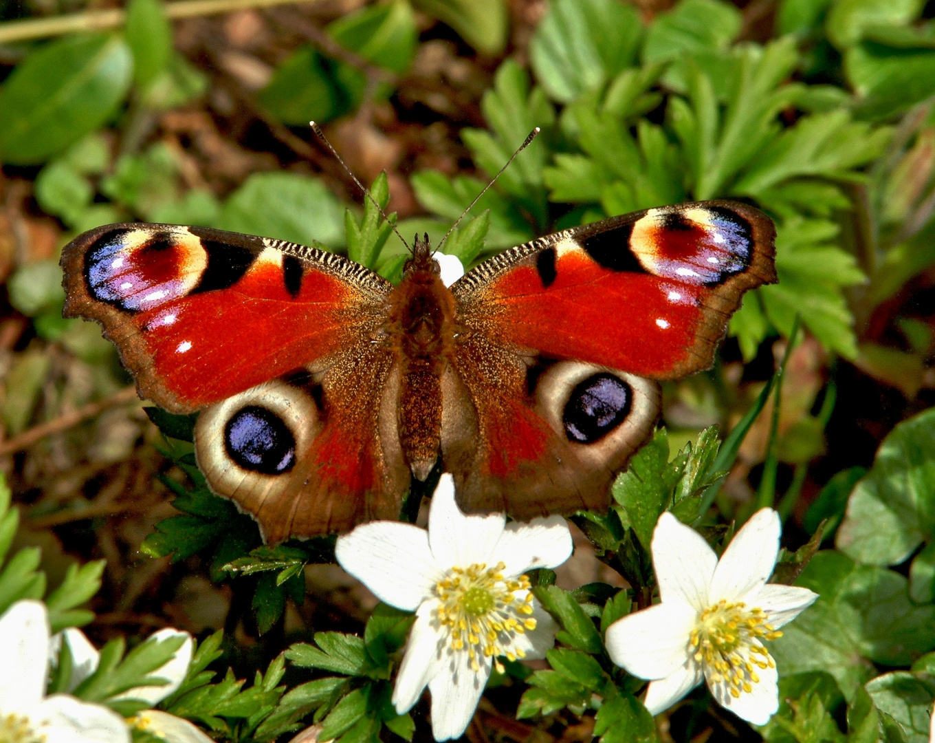 Ein frühes Pfauenauge... Foto & Bild | tiere, wildlife, schmetterlinge ...