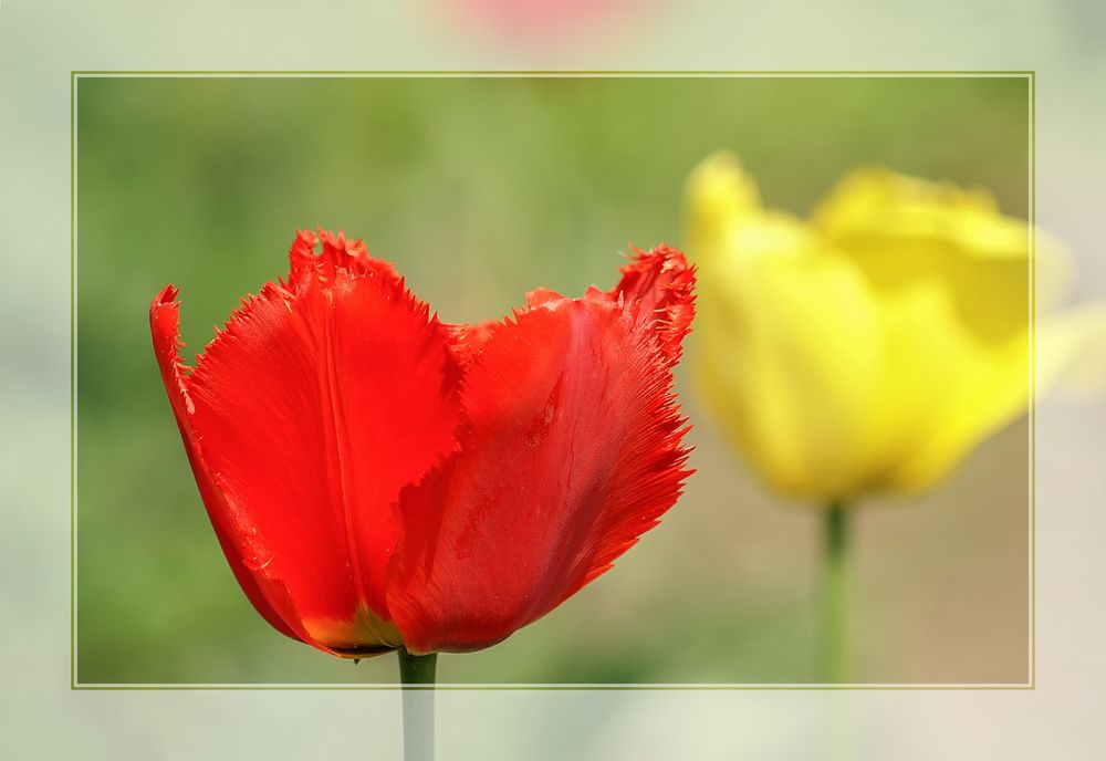 Ein Frühlingsgruß_1 Foto & Bild | jahreszeiten, frühling, tulpen Bilder auf fotocommunity