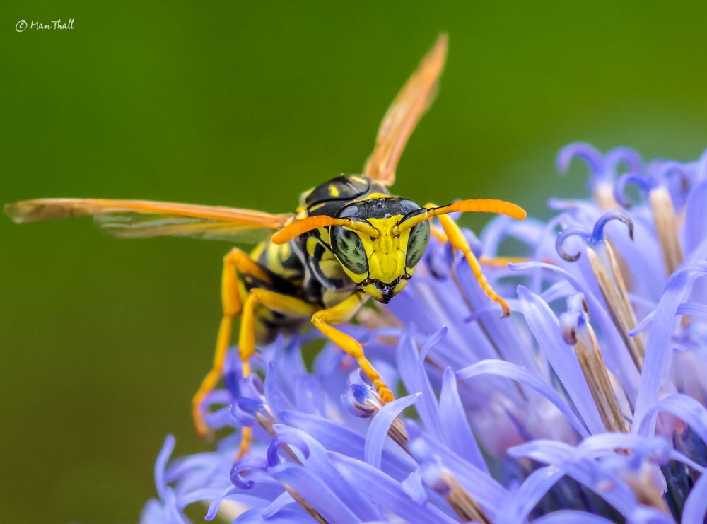 Ein Gallier in Tirol. Foto & Bild | nah- & makro, tiere, wildlife ...