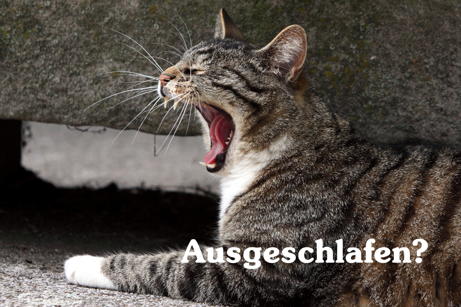 ein ganz ausgeschlafener Kater Foto & Bild | tiere, haustiere, katzen Bilder auf fotocommunity