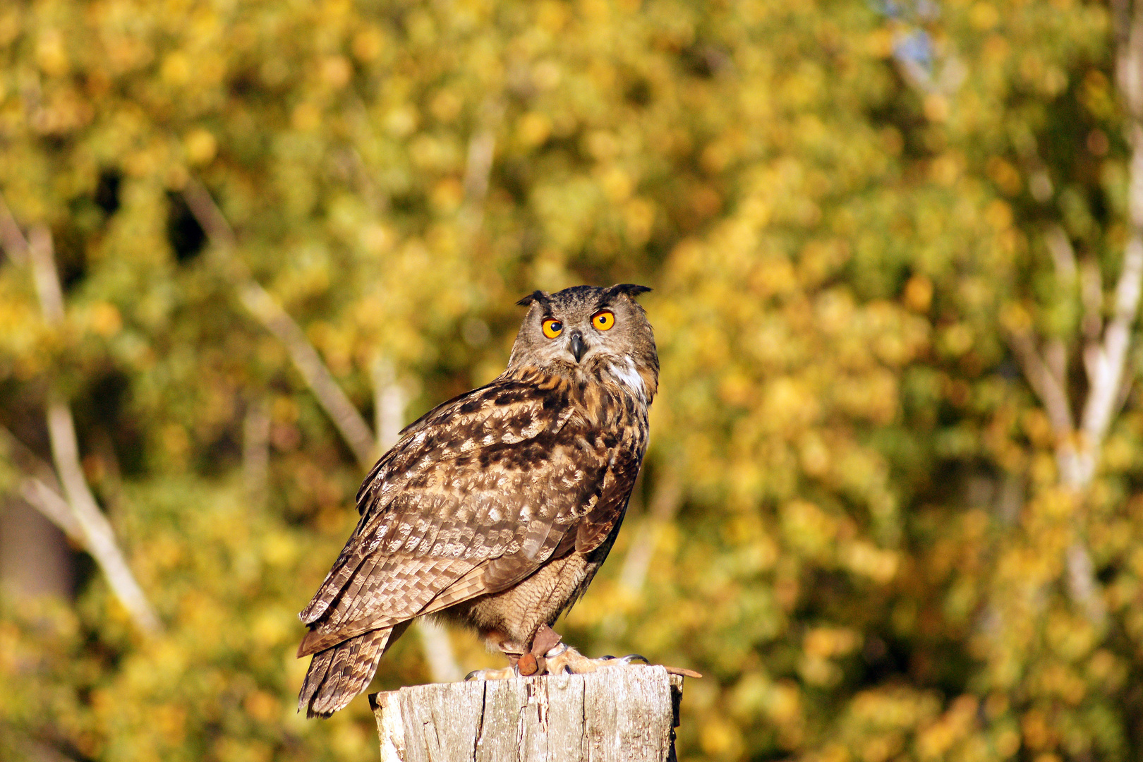 Ein ganz besonderes Tier Foto & Bild | architektur, architektur bei ...