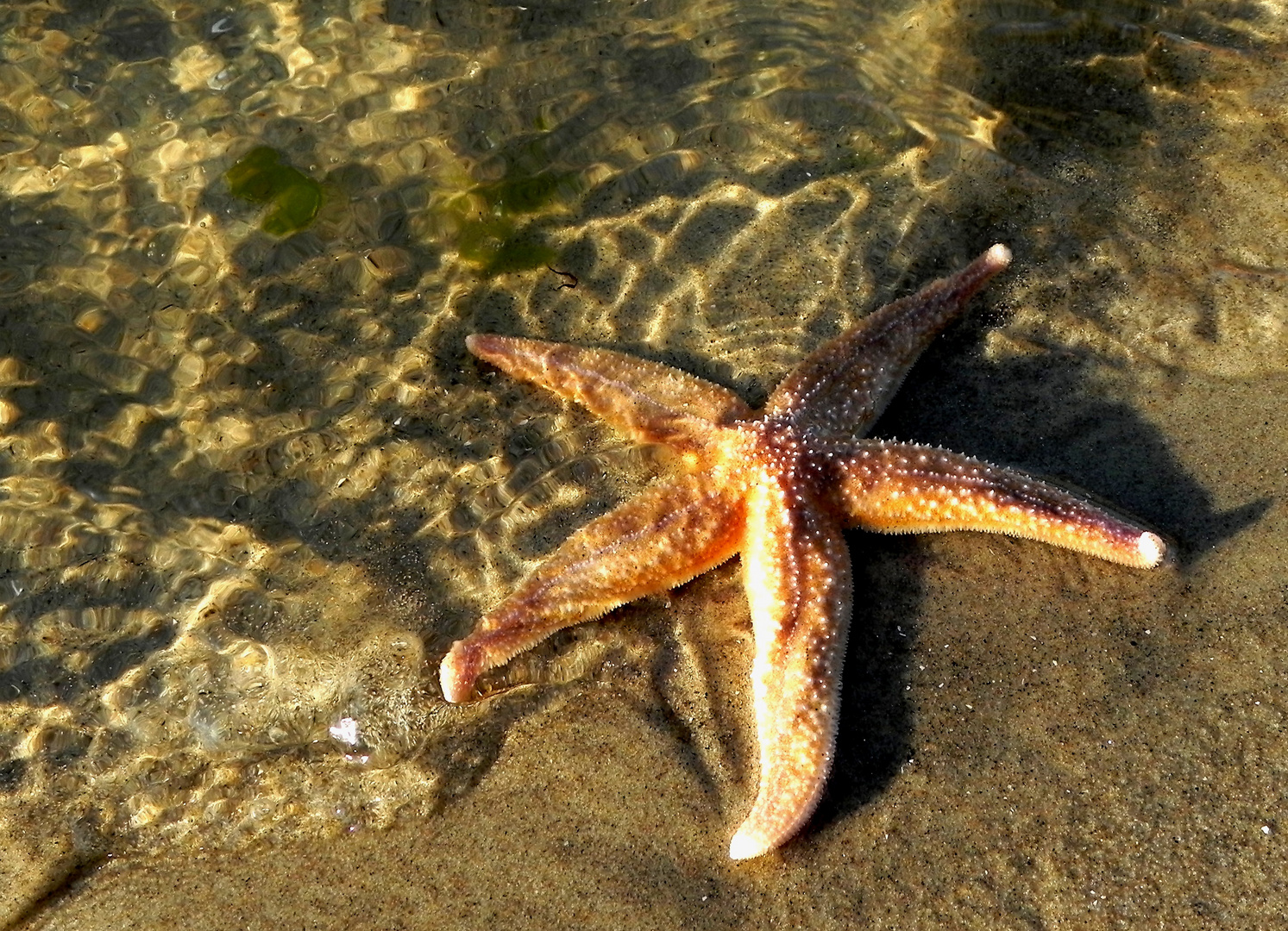 Ein ganz und gar nicht "gemeiner" Seestern... Foto & Bild | tiere ...