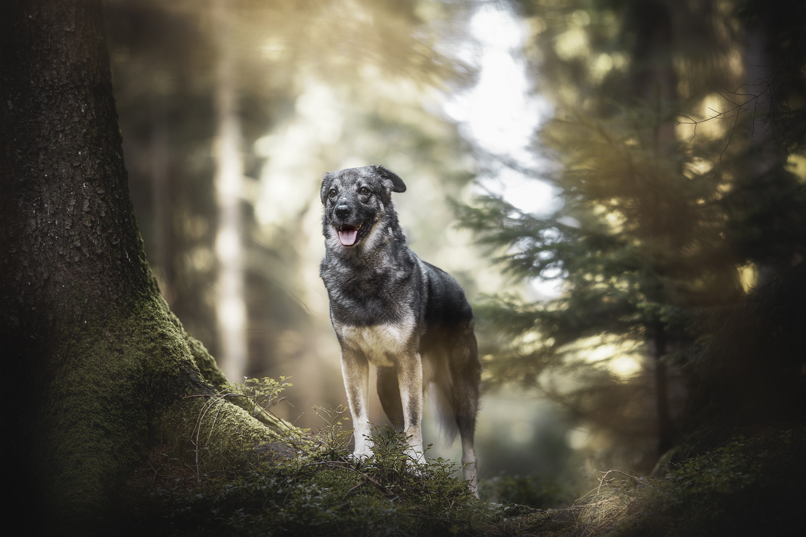 ein ganzer ... Foto & Bild | wald, licht, hund Bilder auf fotocommunity
