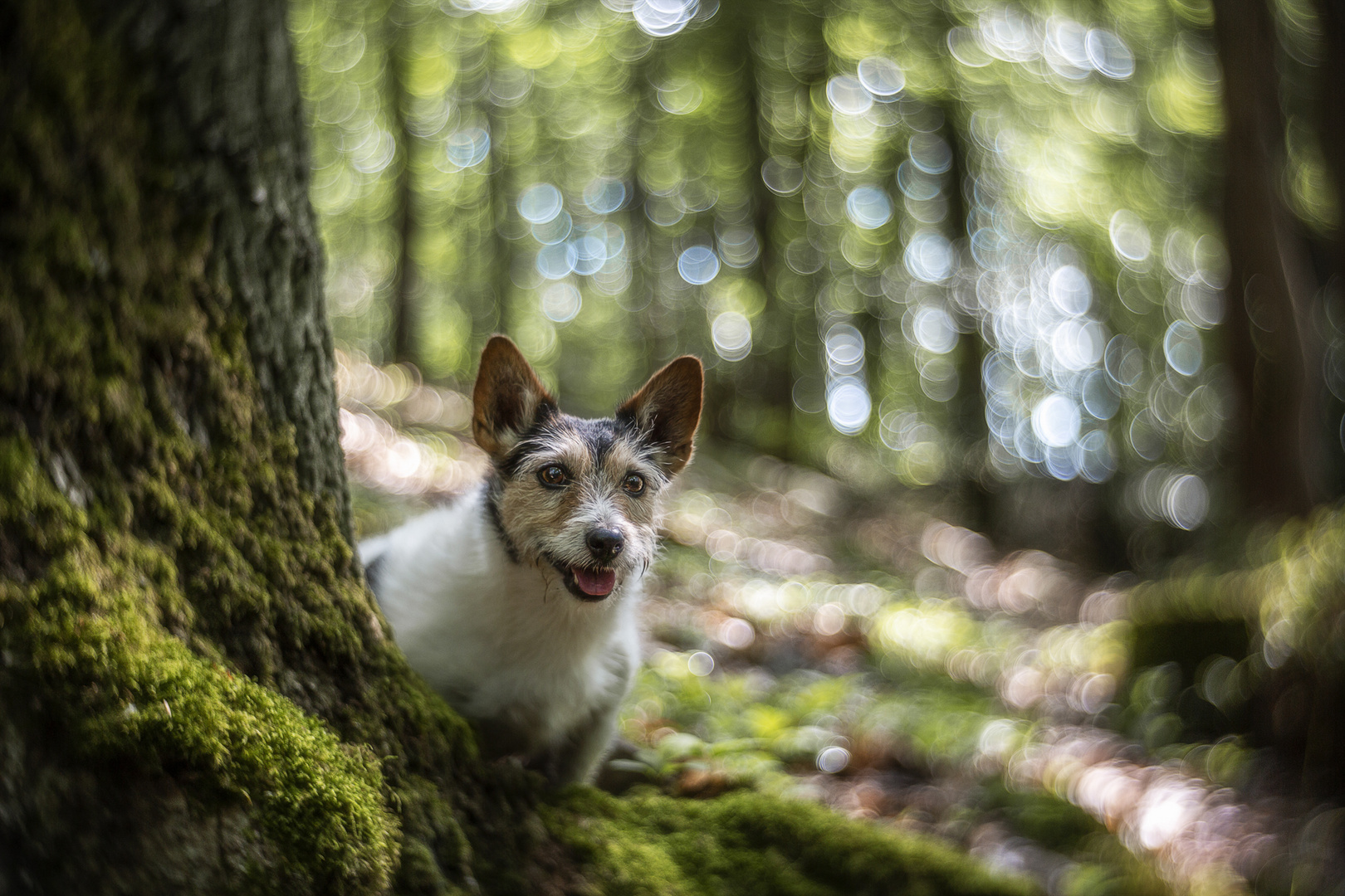 ein ganzer ... Foto & Bild | wald, licht, hund Bilder auf fotocommunity